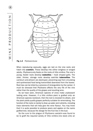 Introduction to grapes | PDF