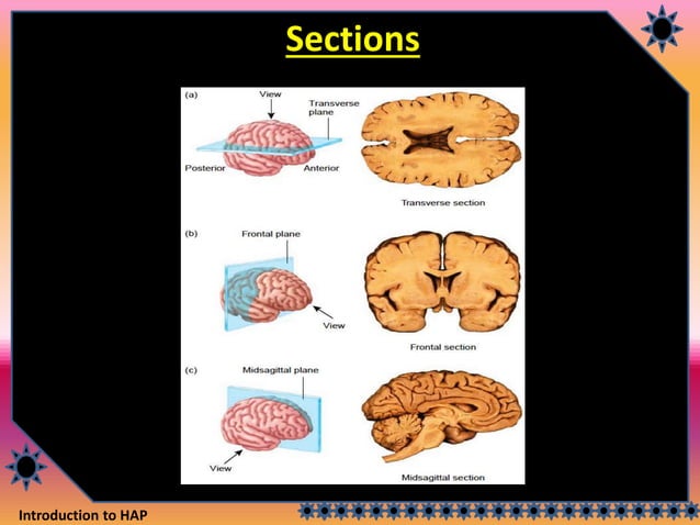 Introduction to hap | PPTX