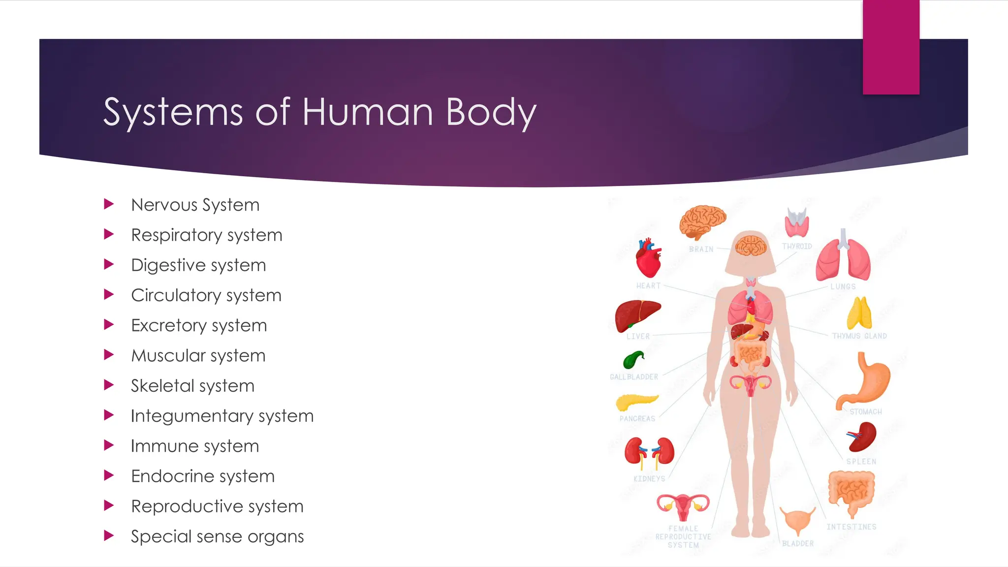 Introduction to Human Anatomy and Physiology.pptx