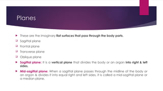 Introduction to Human Anatomy and Physiology.pptx