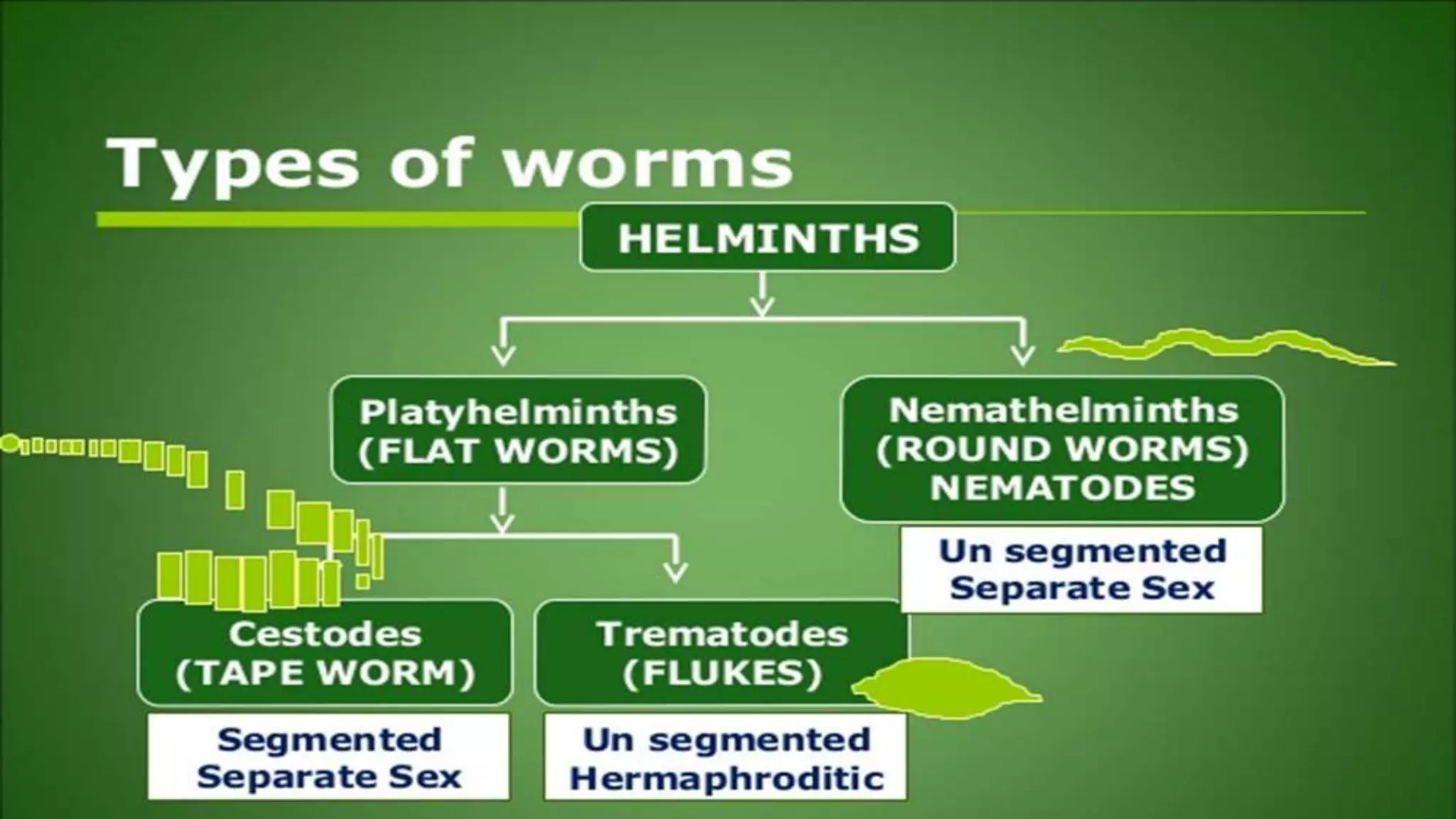 Introduction to helminthiasis | PPTX