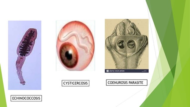 Introduction to helminthiasis | PPTX | Infectious Diseases | Diseases ...