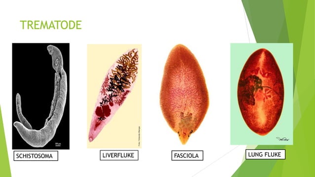 Introduction to helminthiasis | PPTX | Infectious Diseases | Diseases ...