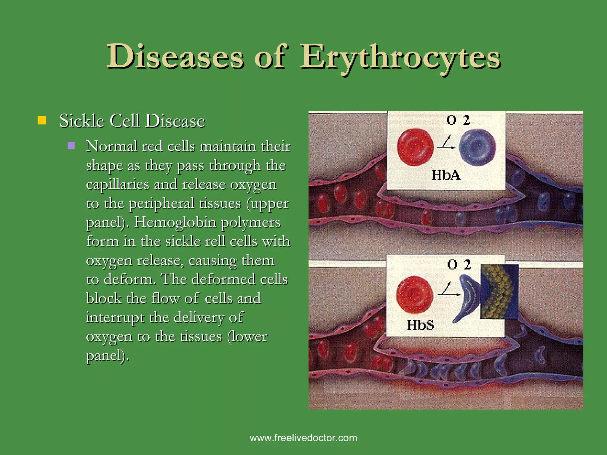 Introduction to hematology | PPT