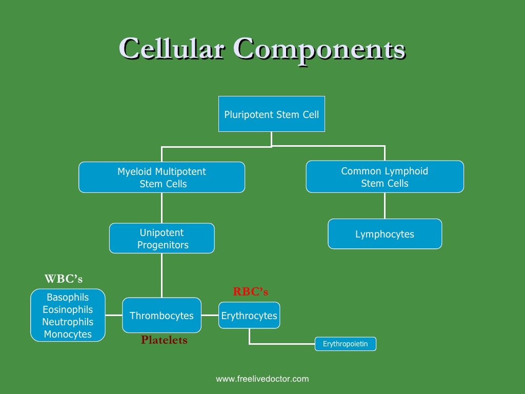 Introduction to hematology