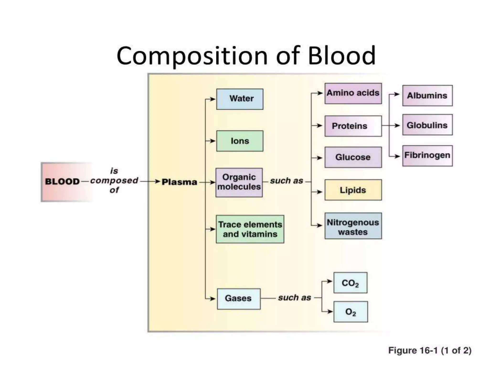 Introduction to hematology | PPTX