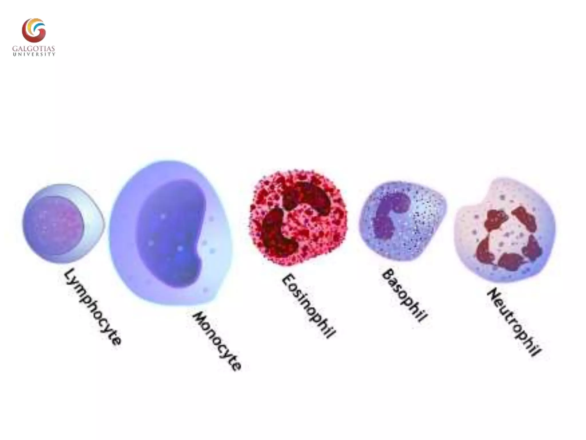 Introduction to hematology | PPTX