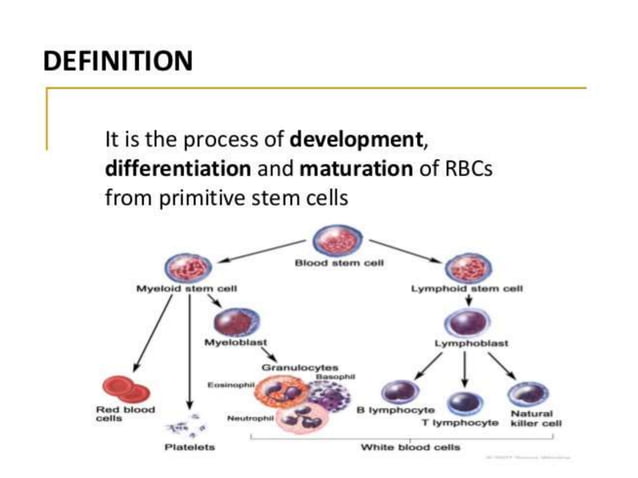 Introduction to hematology | PPTX