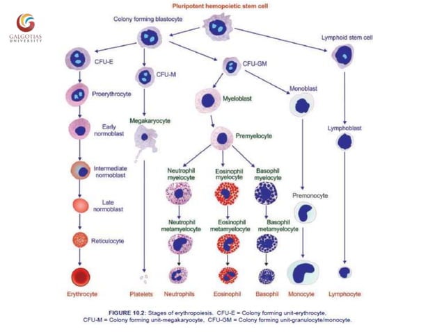 Introduction to hematology | PPTX