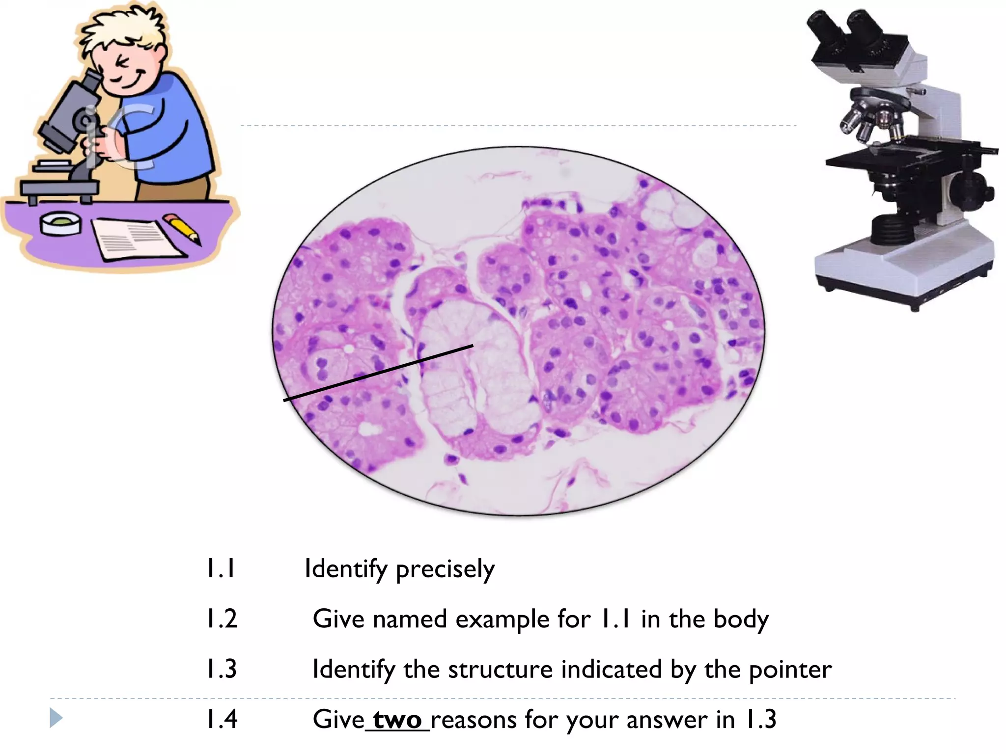 Introduction to histology | PPS