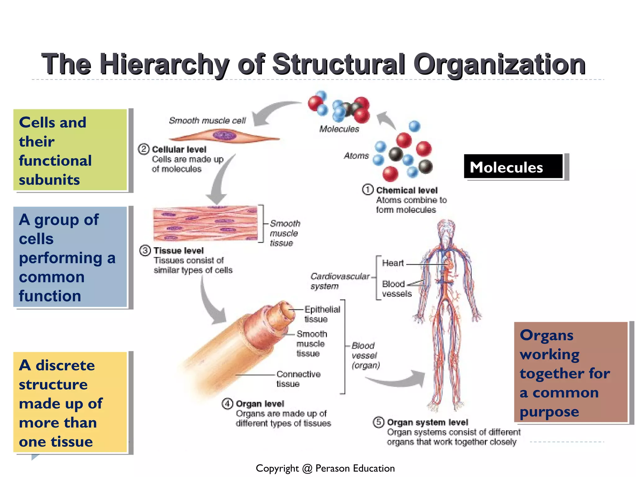 Introduction to histology | PPS
