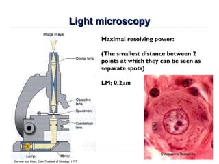 Introduction to histology | PPS
