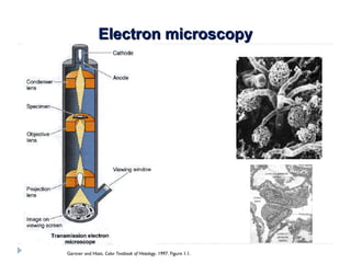 Introduction to histology | PPS