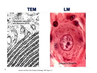 Introduction to histology | PPS