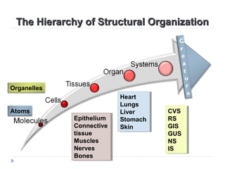 Introduction to histology | PPS
