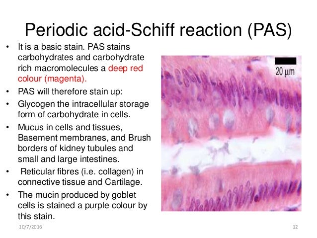 Introduction to histology