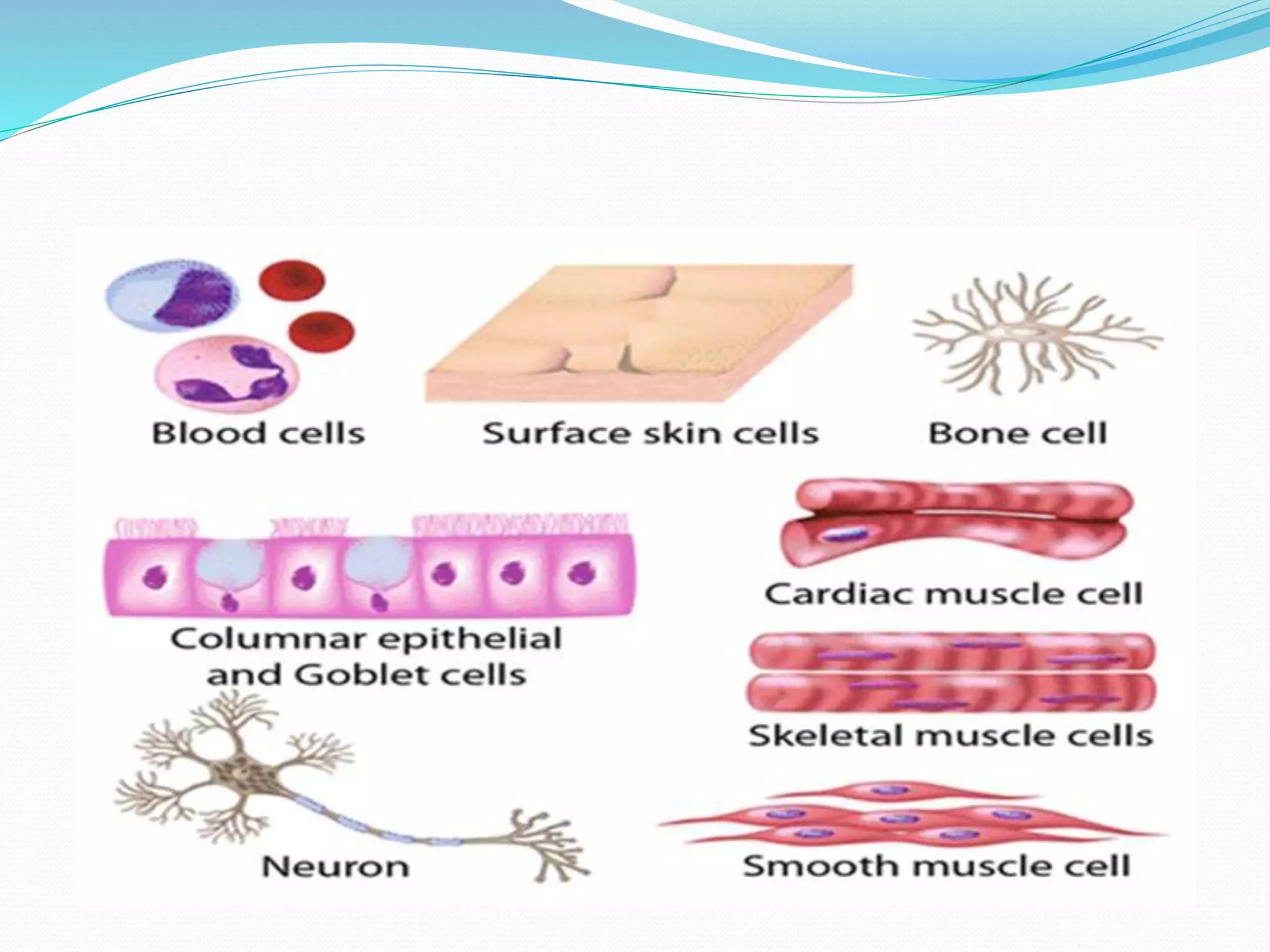Introduction to histology | PPTX | Biological Sciences | Science