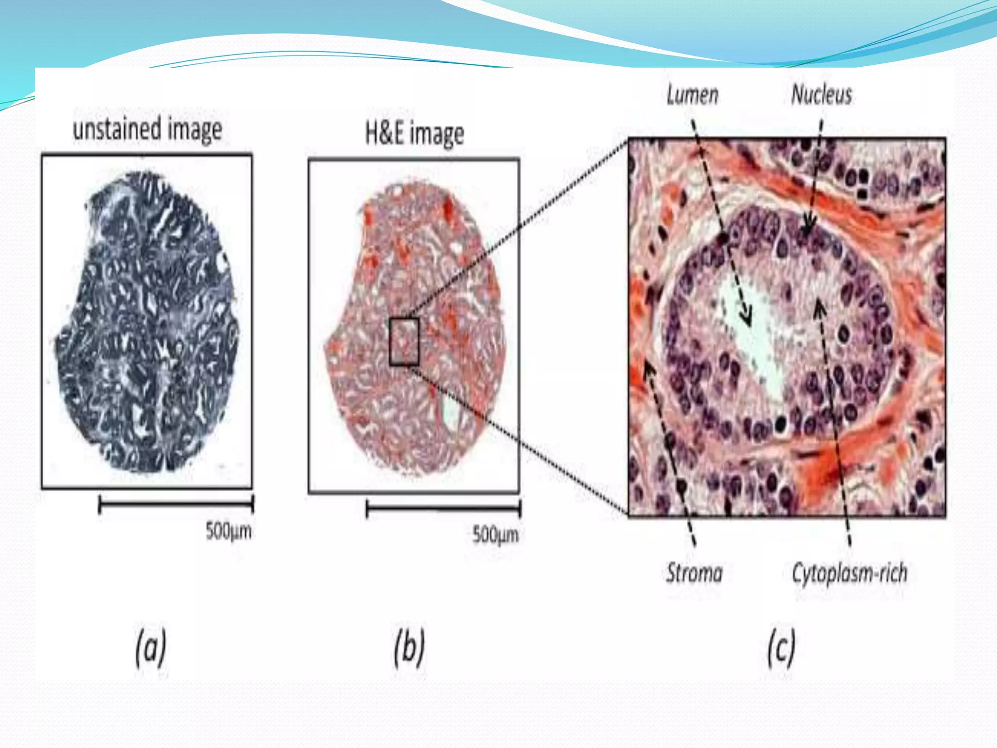 Introduction to histology | PPTX | Biological Sciences | Science