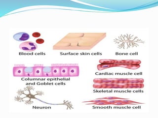 Introduction to histology | PPTX | Biological Sciences | Science