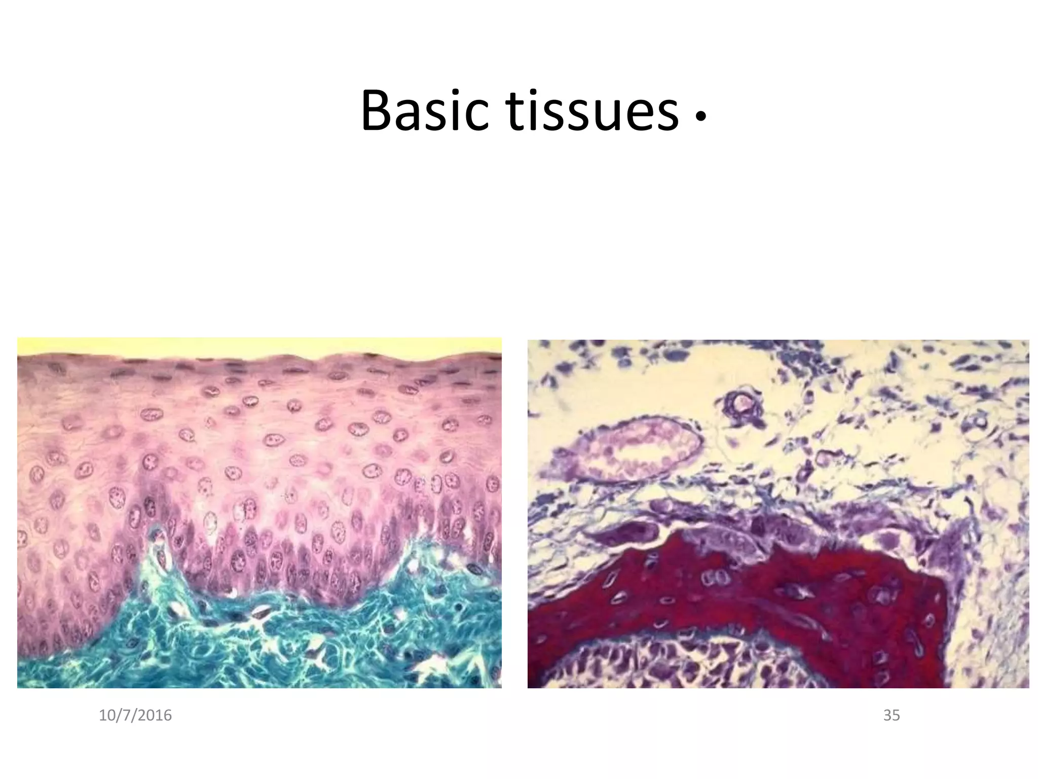 Histology | DOCX