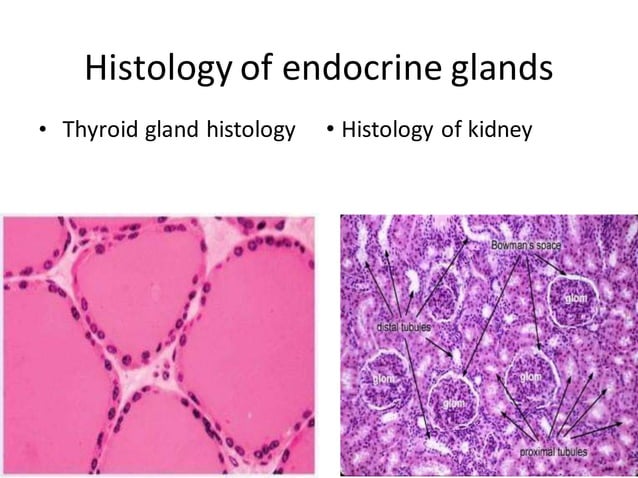Histology | DOCX | Biological Sciences | Science