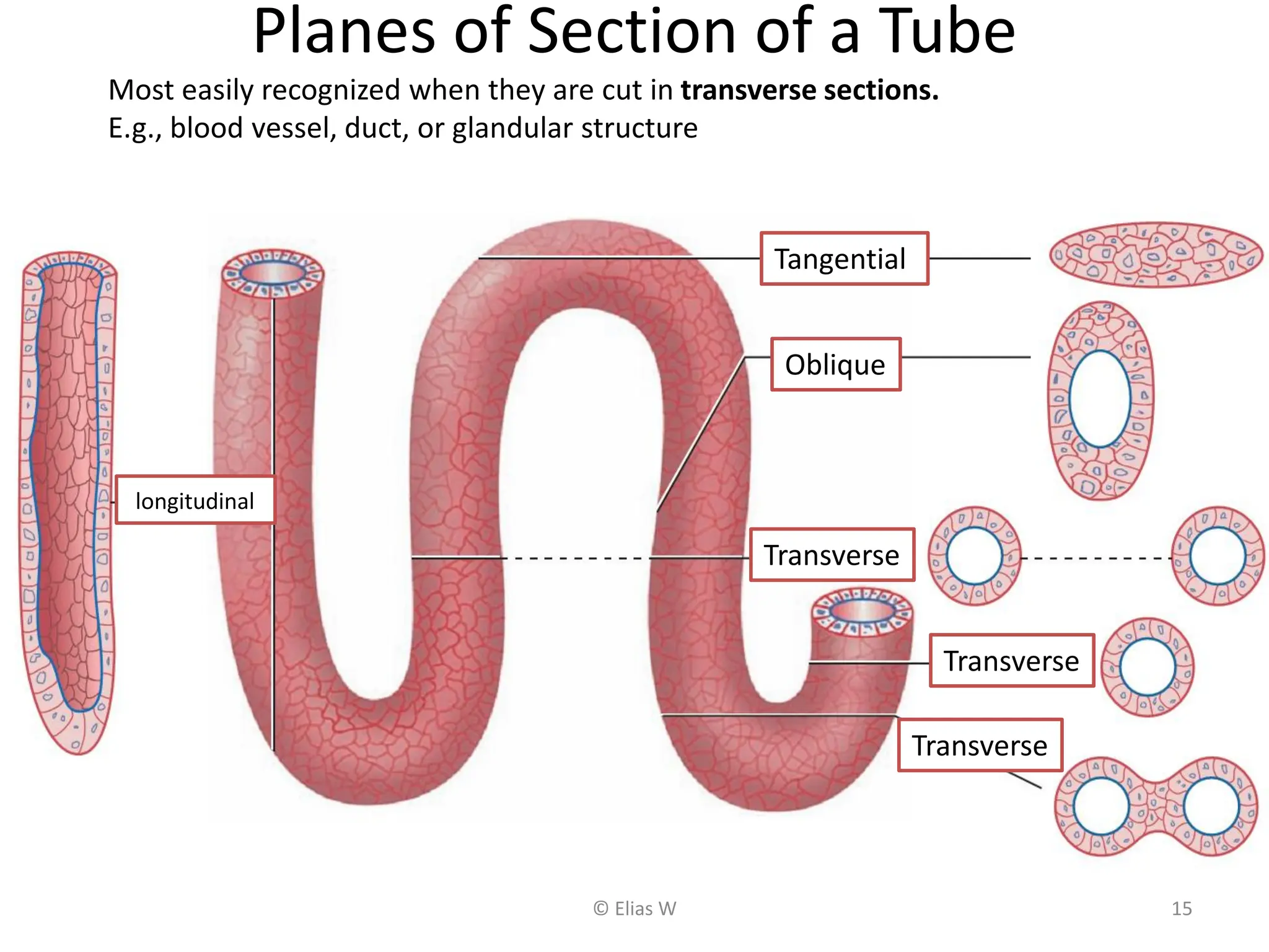 Introduction to Histology~PC1 - Copy.pdf