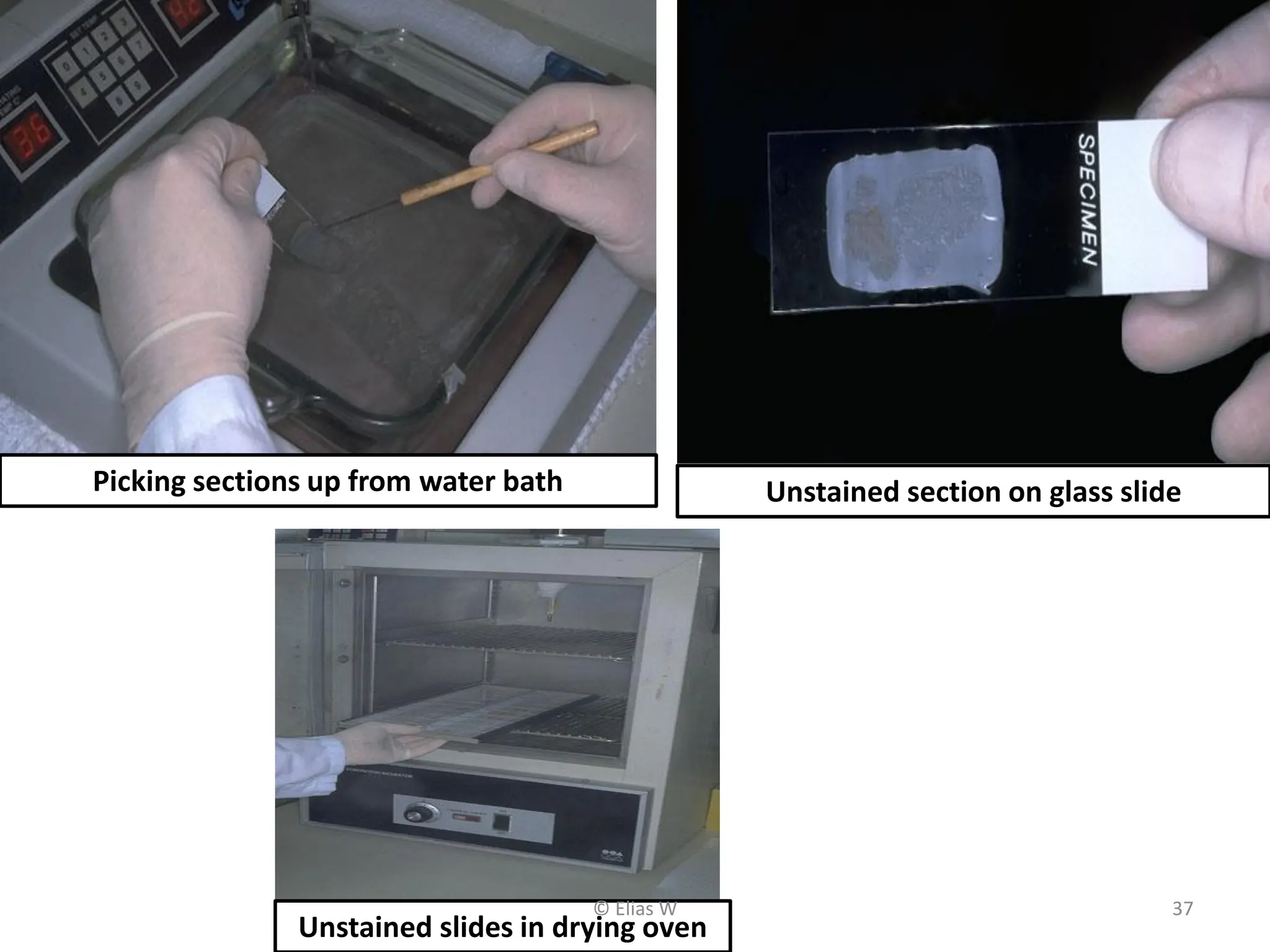 Introduction to Histology~PC1 - Copy.pdf