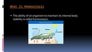 Introduction to homeostasis | PPTX