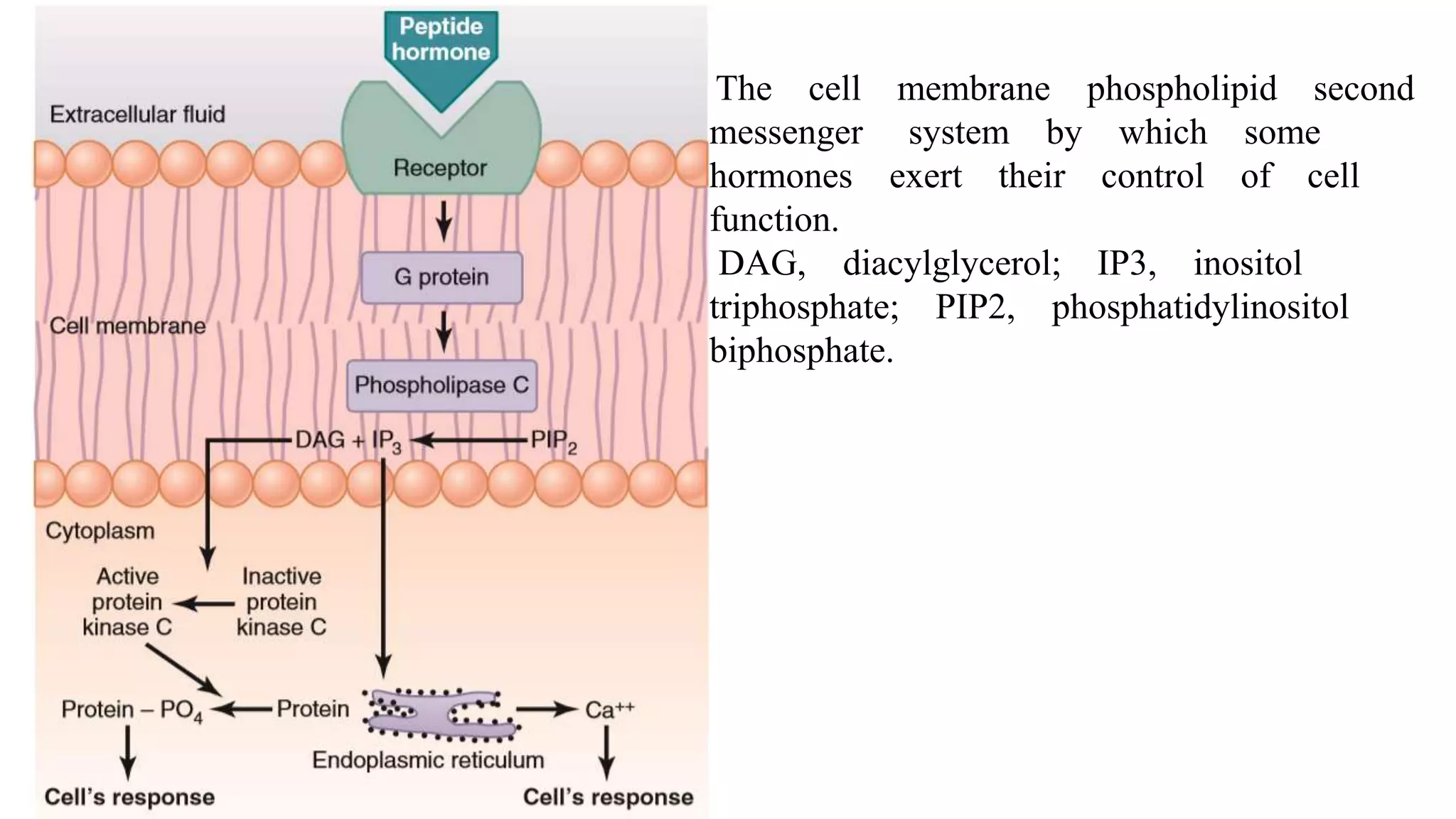 Introduction to hormones | PPTX