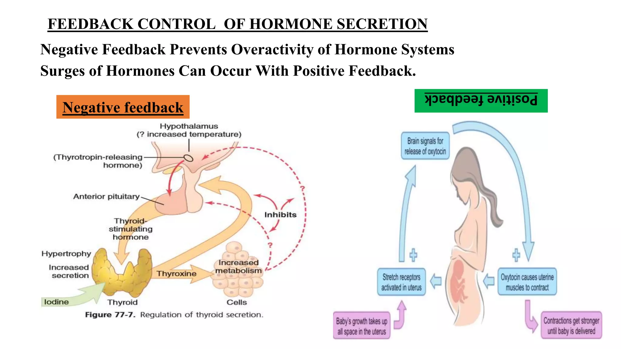 Introduction to hormones | PPTX