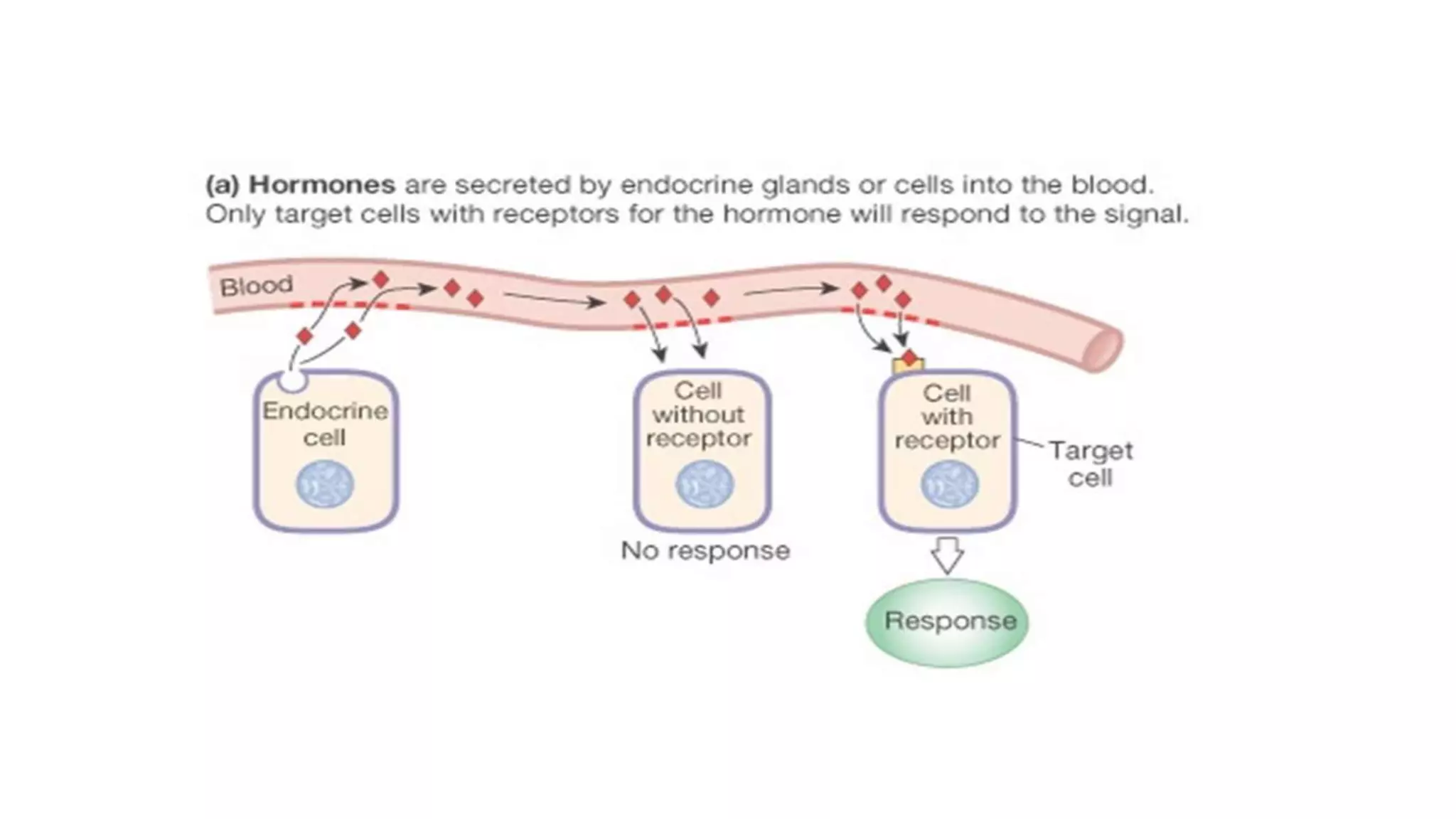 Introduction to hormones | PPTX