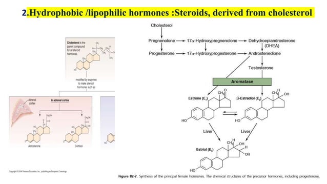 Introduction to hormones | PPTX