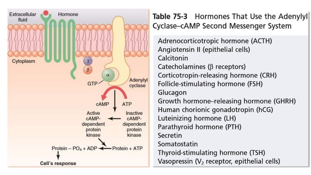 Introduction to hormones | PPTX