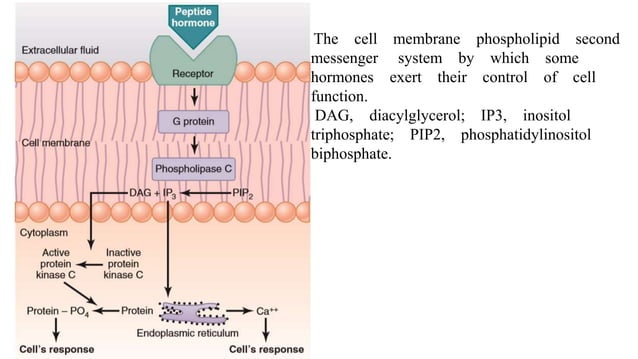 Introduction to hormones | PPTX