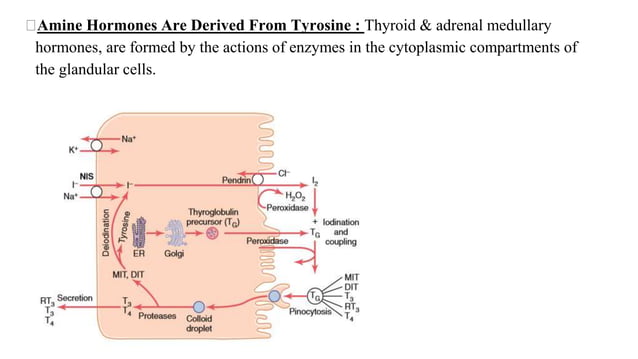 Introduction to hormones | PPTX