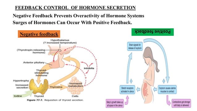 Introduction to hormones | PPTX
