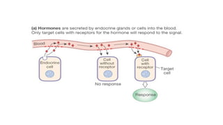 Introduction to hormones | PPTX
