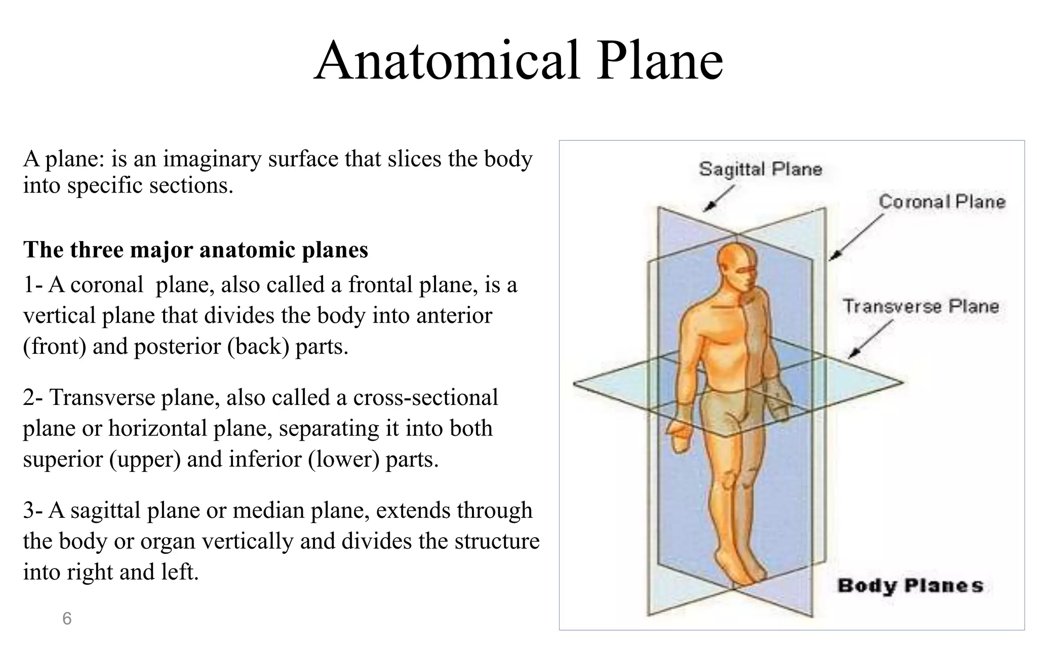 Introduction to human anatomy | PPTX
