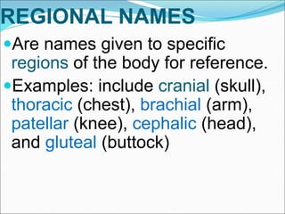 Introduction to Human Anatomy.ppt
