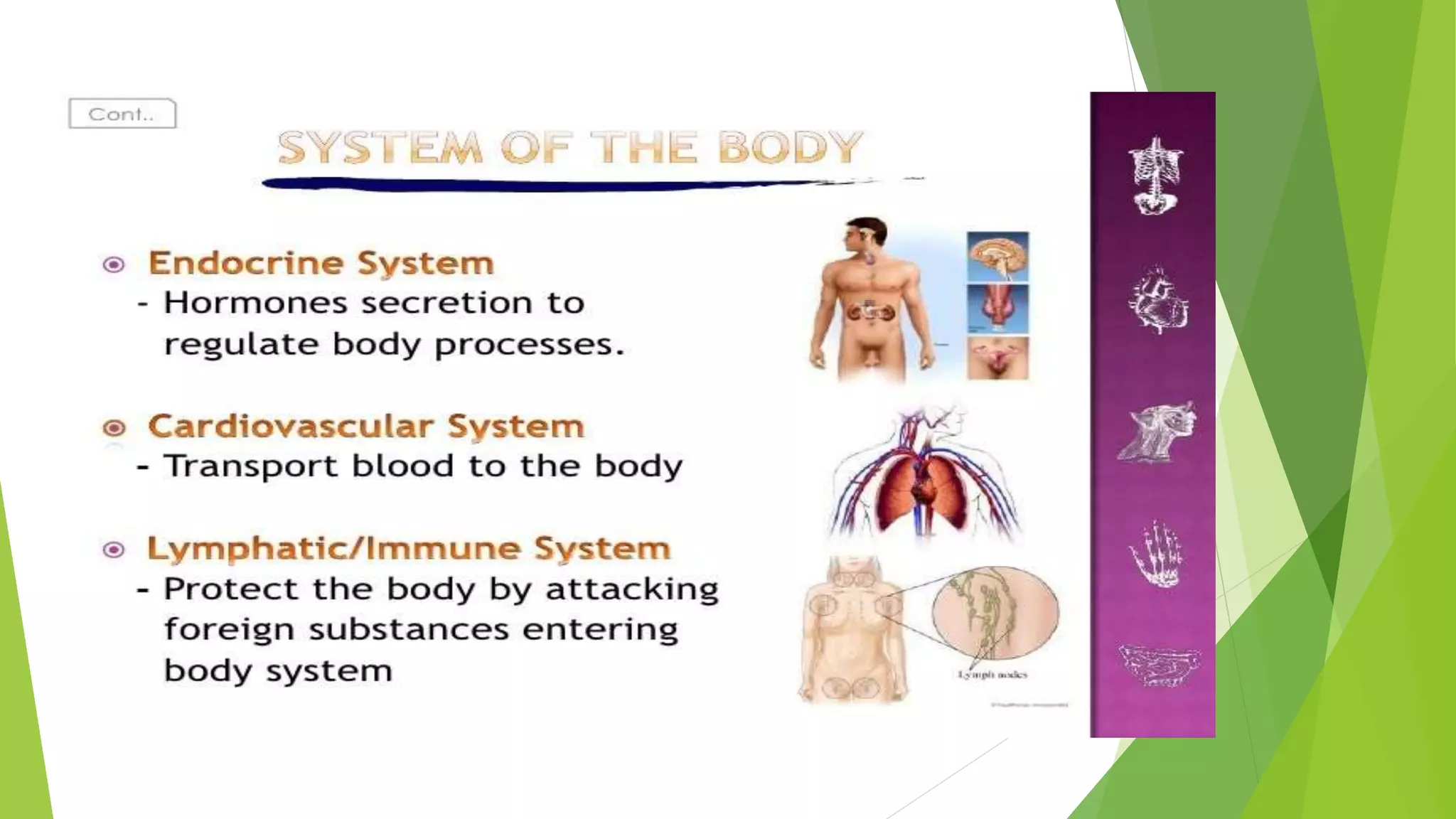 Introduction to human anatomy and physiology | PPT