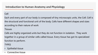 Introduction to Human Anatomy and Physiology | PPTX