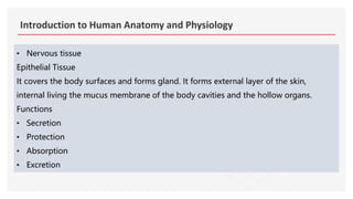 Introduction to Human Anatomy and Physiology | PPTX