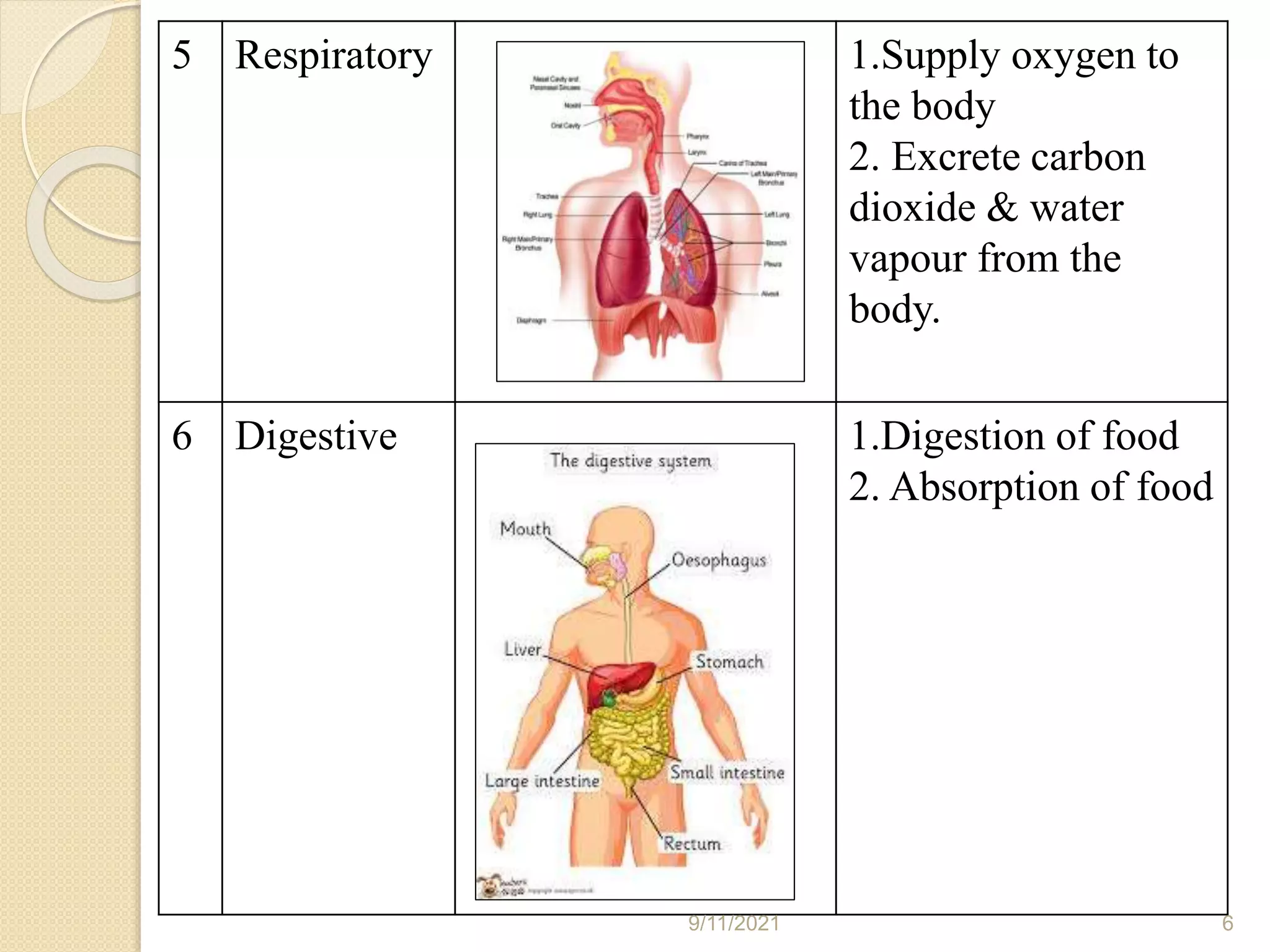 Introduction to Human Anatomy & Physiology | PPTX | Lung and ...