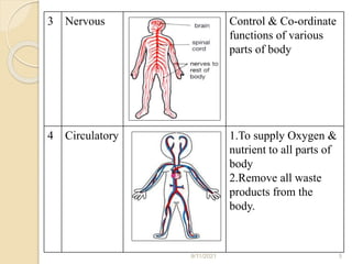 Introduction to Human Anatomy & Physiology | PPTX | Lung and ...
