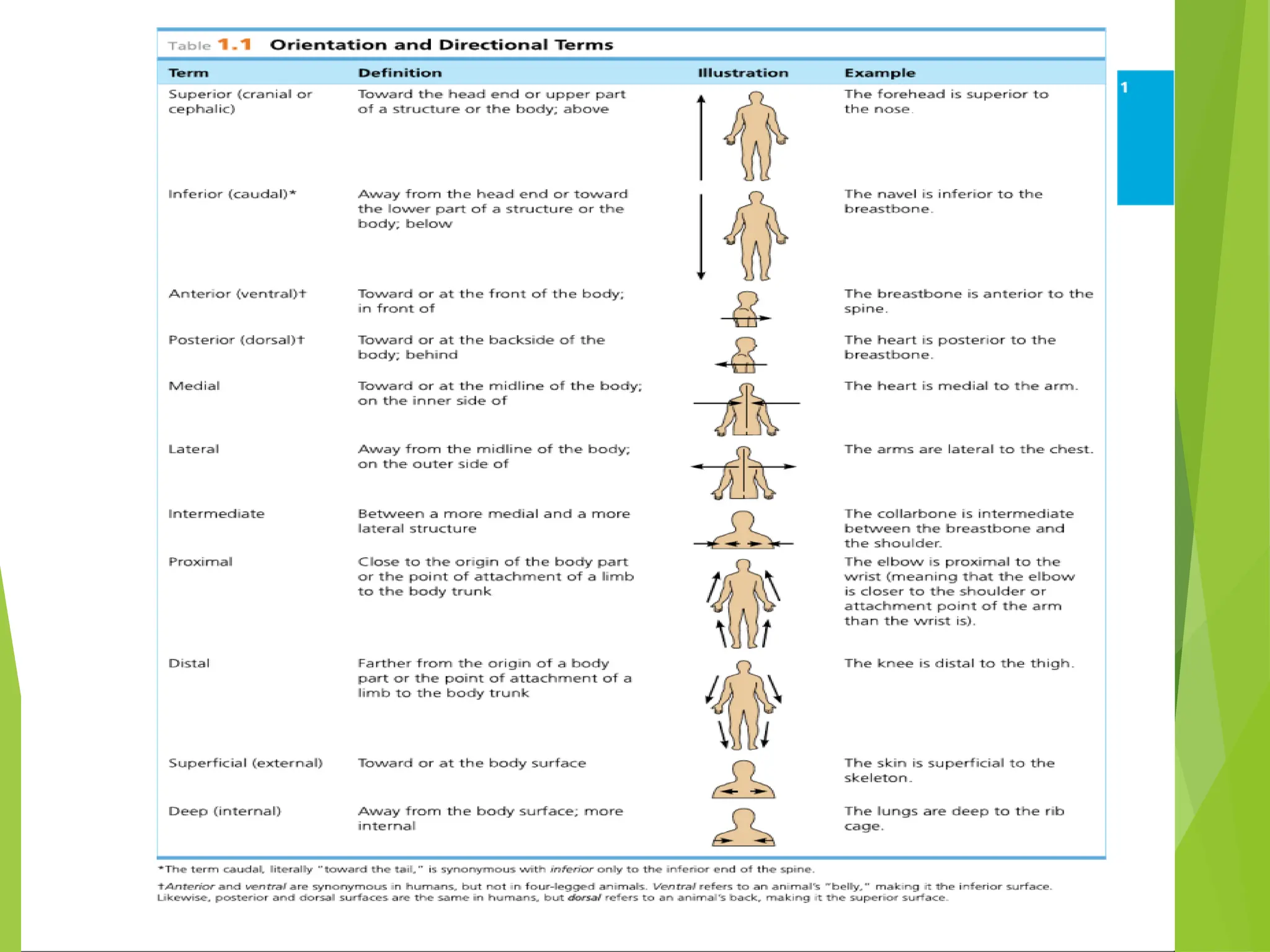 INTRODUCTION TO HUMAN ANATOMY.pdf