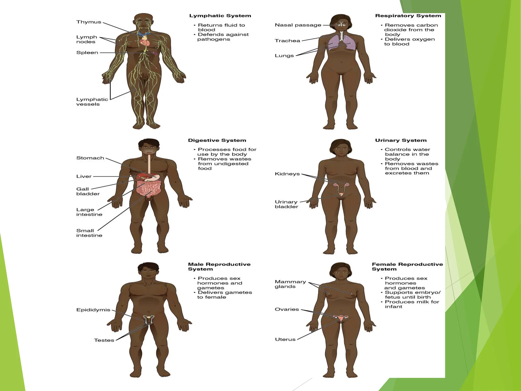 INTRODUCTION TO HUMAN ANATOMY.pdf