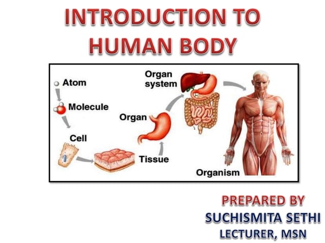 Introduction to human body | PPT