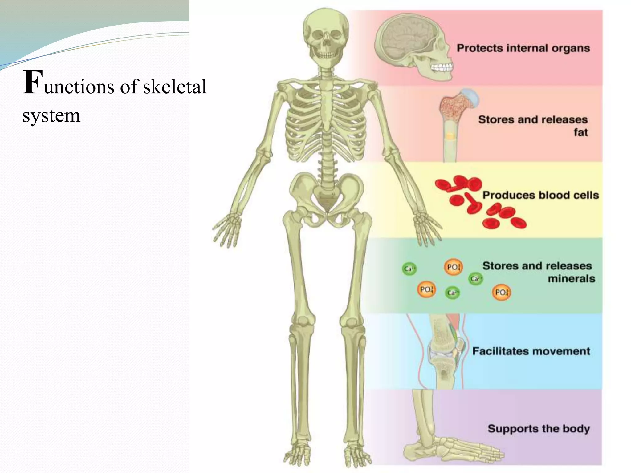 Introduction to Human Body.pptx
