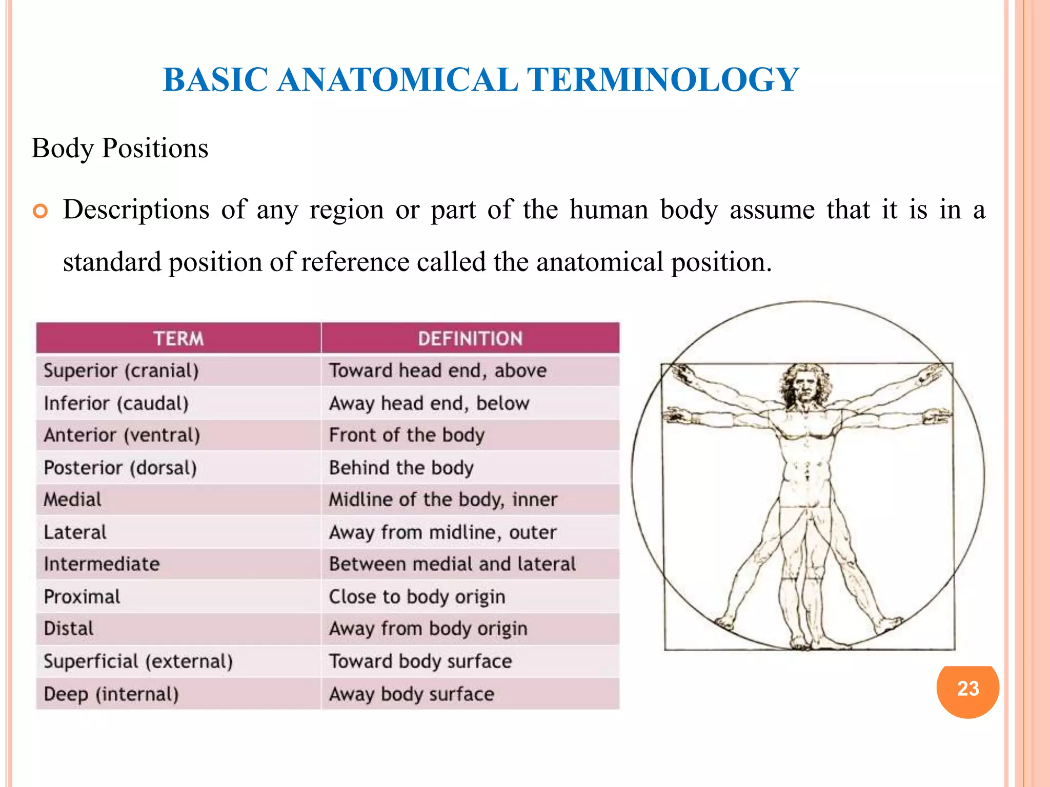 INTRODUCTION TO HUMAN BODY.pptx