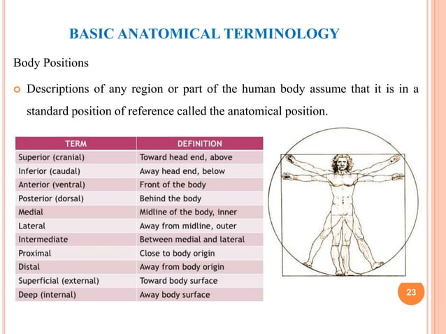 INTRODUCTION TO HUMAN BODY.pptx